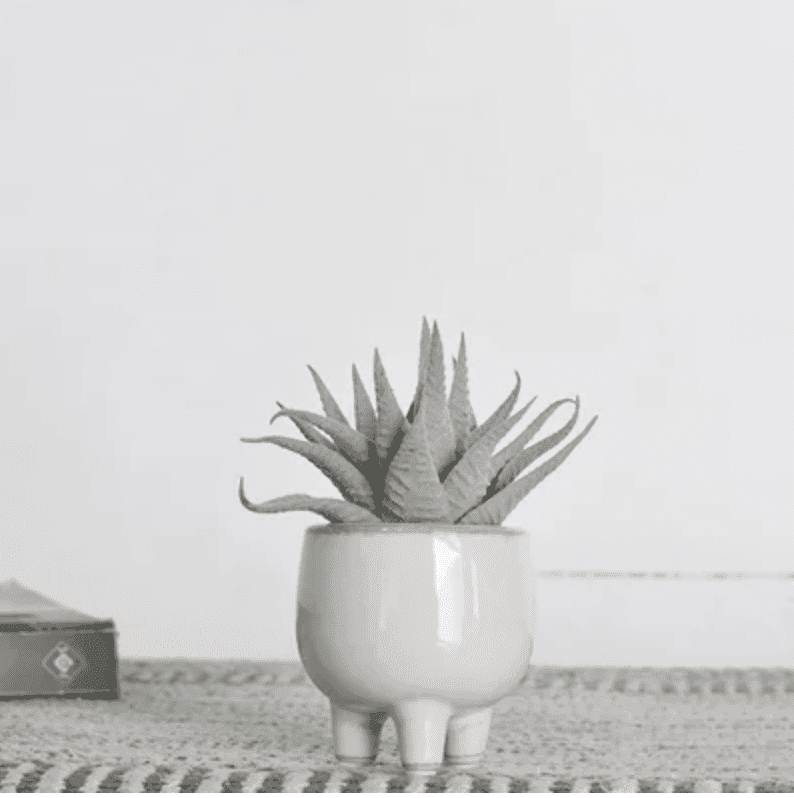 Agave Plant in Ceramic Pot - Linabella | Pentwater